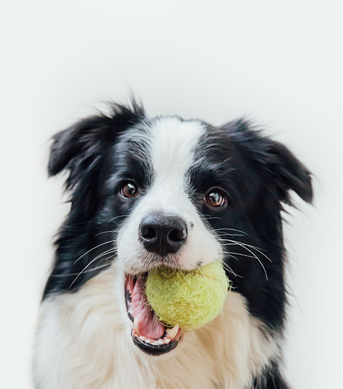 AAHA - Memorial Animal Hospital